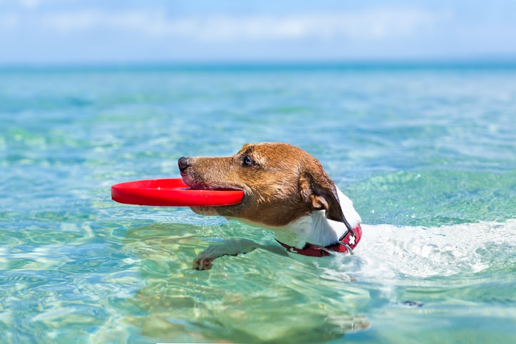 10 Activities to Do With Your Dog This Summer - Sky Cove of Westlake